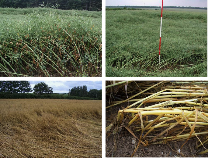 Crop lodging – Engineering, history and ecclesiology